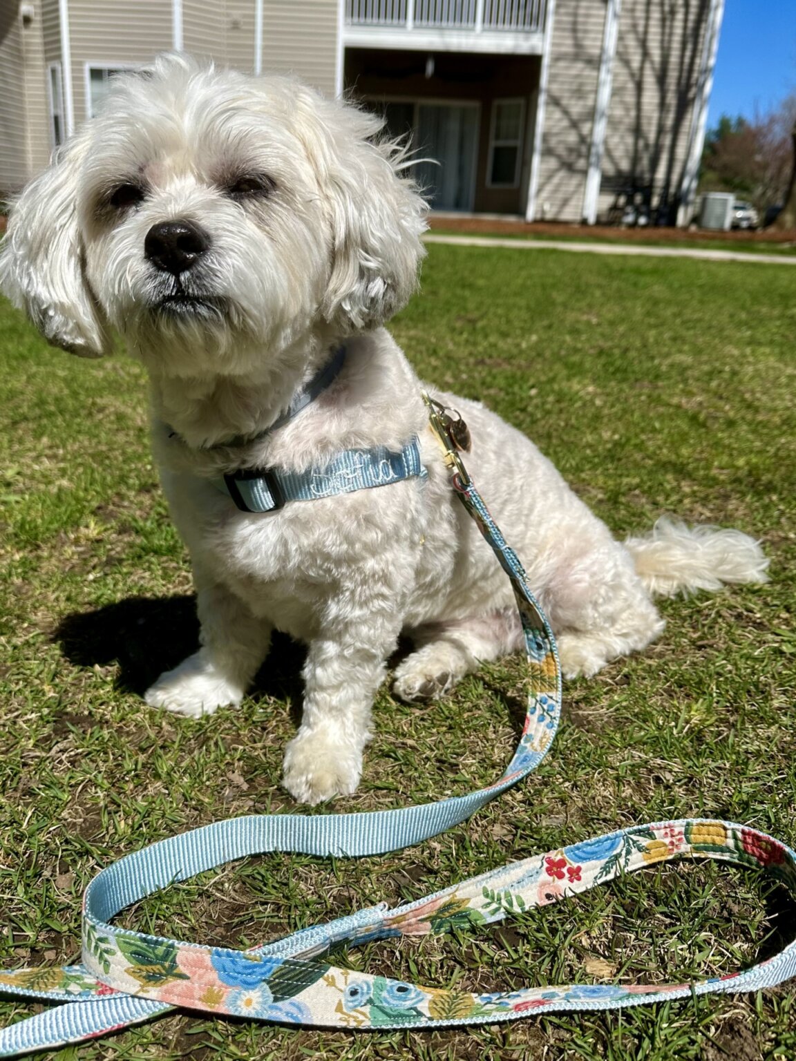 Nylon Personalized Dog Harness -- Hand Embroidered