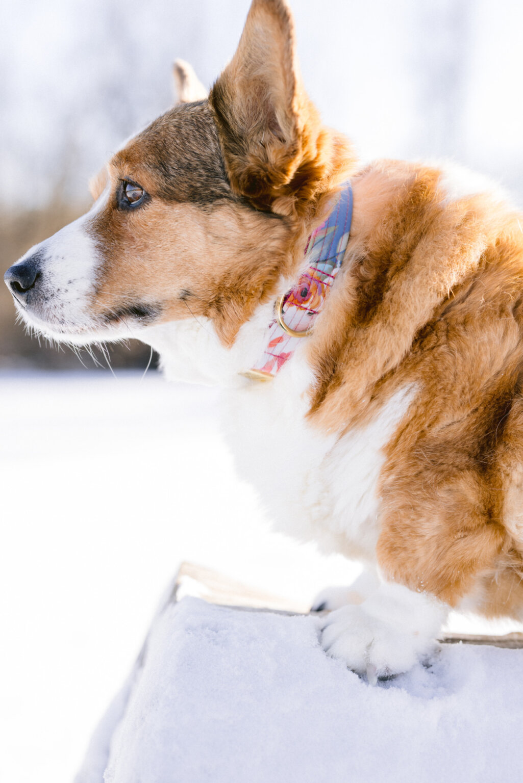 Laminated Cotton Buckle Engraved Dog Collar | $43.99