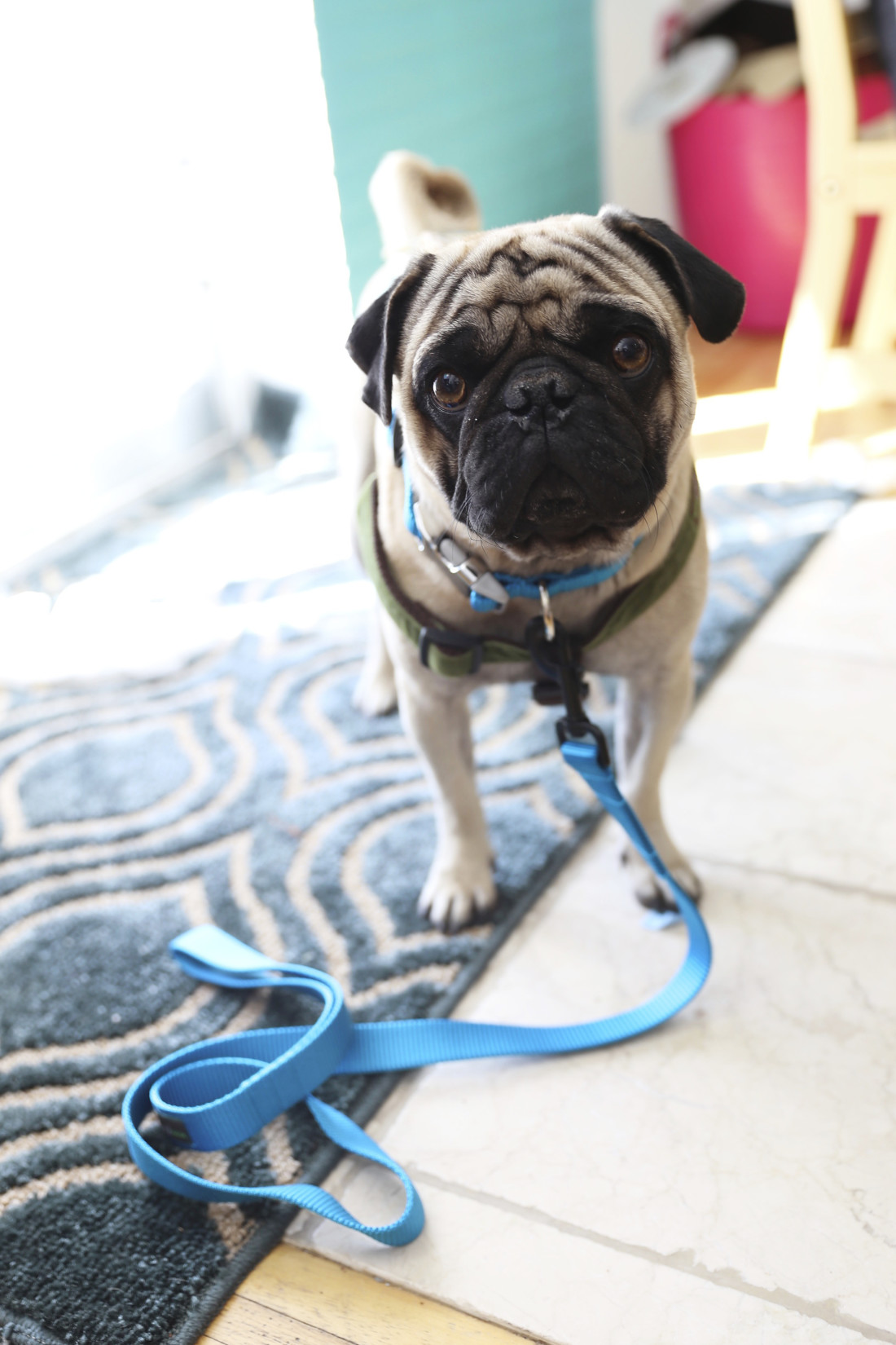 Peacock Blue Nylon Webbing Collar
