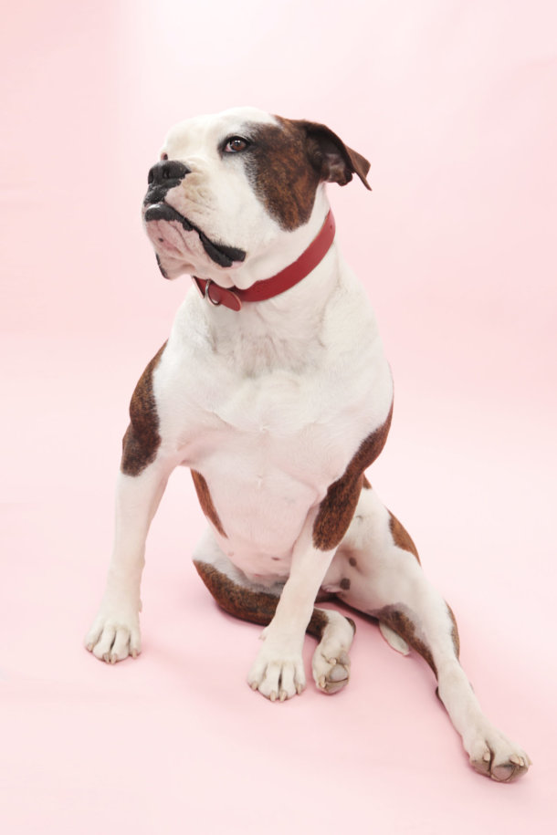 Leather Dog Collar with Personalized Riveted Nameplate