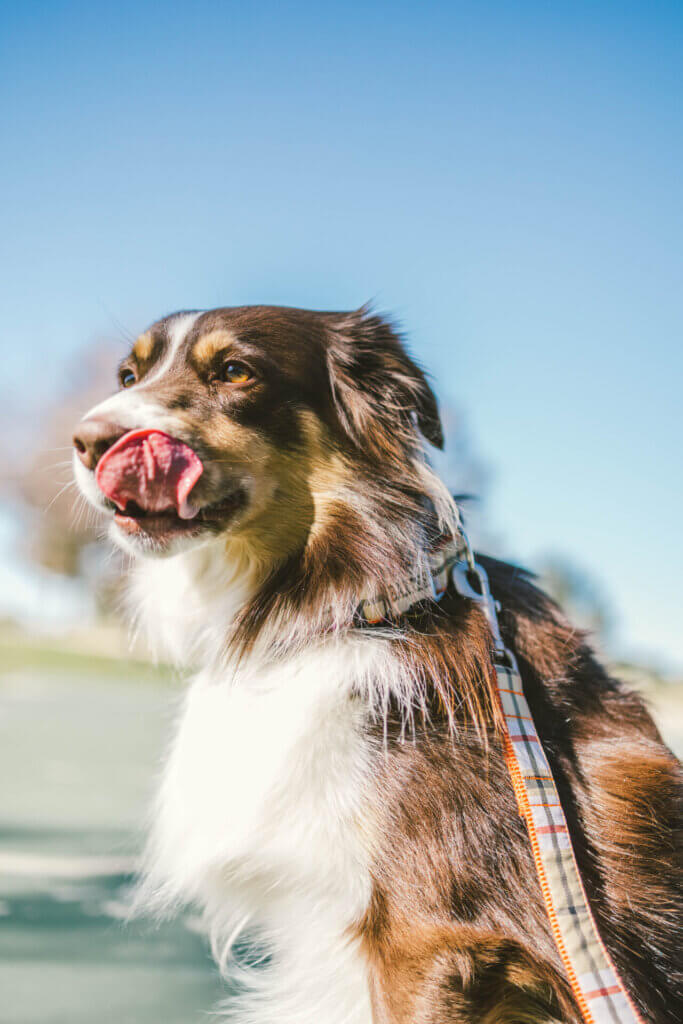 Scotty - Traditional Plaid Dog Collar with Laser Engraved Buckle