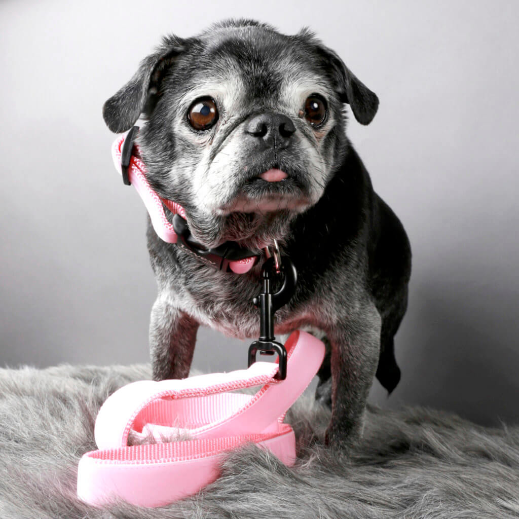 Designer Dog Leashes | Pattern, Material & Size Options