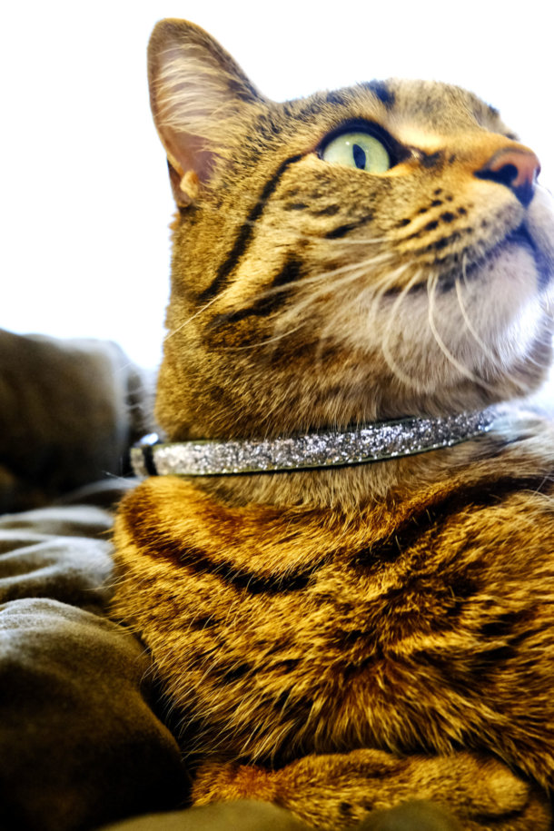 Personalized Glitter Puppy Collar or Indoor Cat | Engraved Buckle