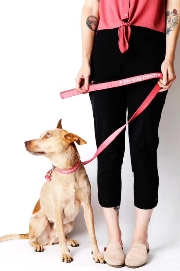 Dog Leash Types: A Guide to 6 Popular Leashes