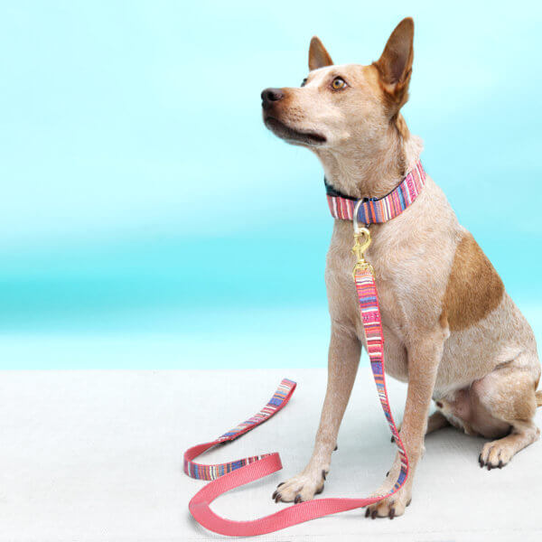 Canvas Dog Collars - Customize & Personalize | MimiGreen