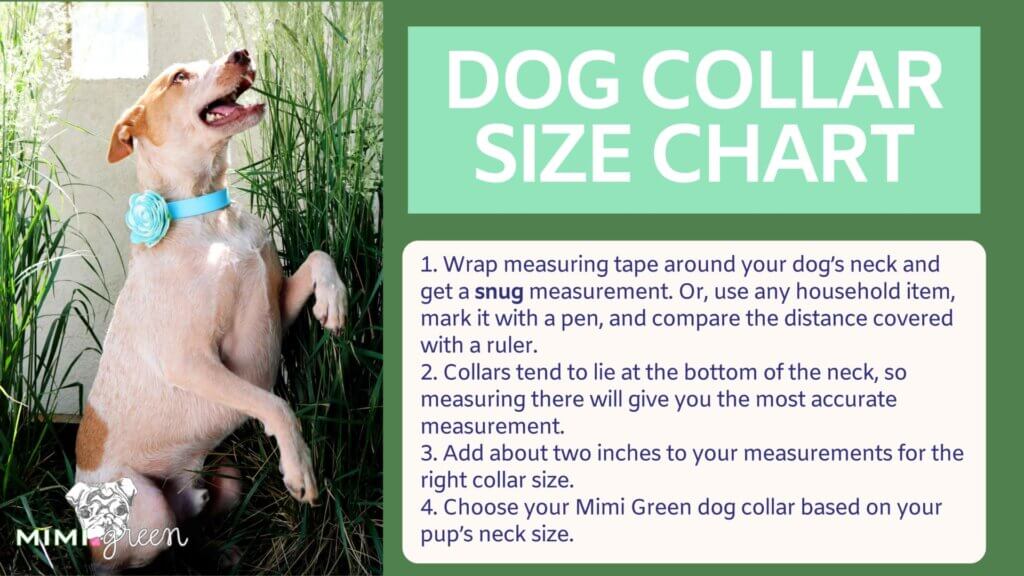 Dog Collar Size Chart: Fitting Guide For All Breeds