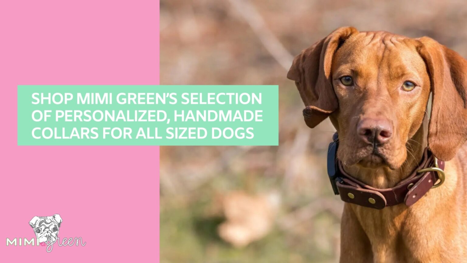 Dog Collar Size Chart: Fitting Guide For All Breeds