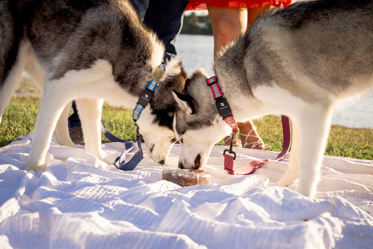 Fi Compatible Collars & Bands | Personalizable | Mimi Green