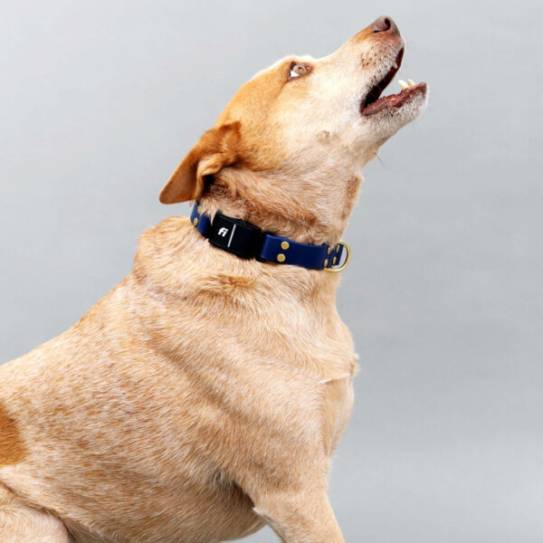 Personalized Fi Compatible Waterproof Biothane Dog Collar