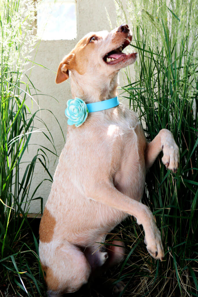 Carnation Flower for Dog Collar | Color and Size Options