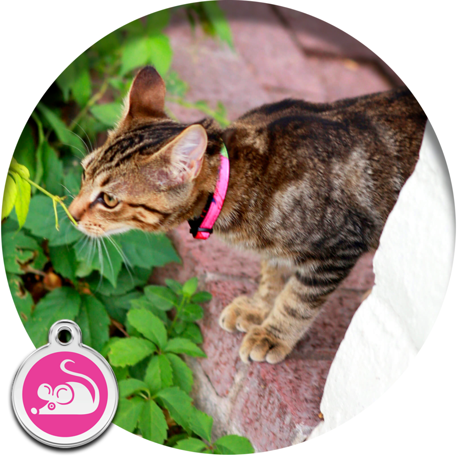 Cat Collar Size Chart + Guide | Mimi Green