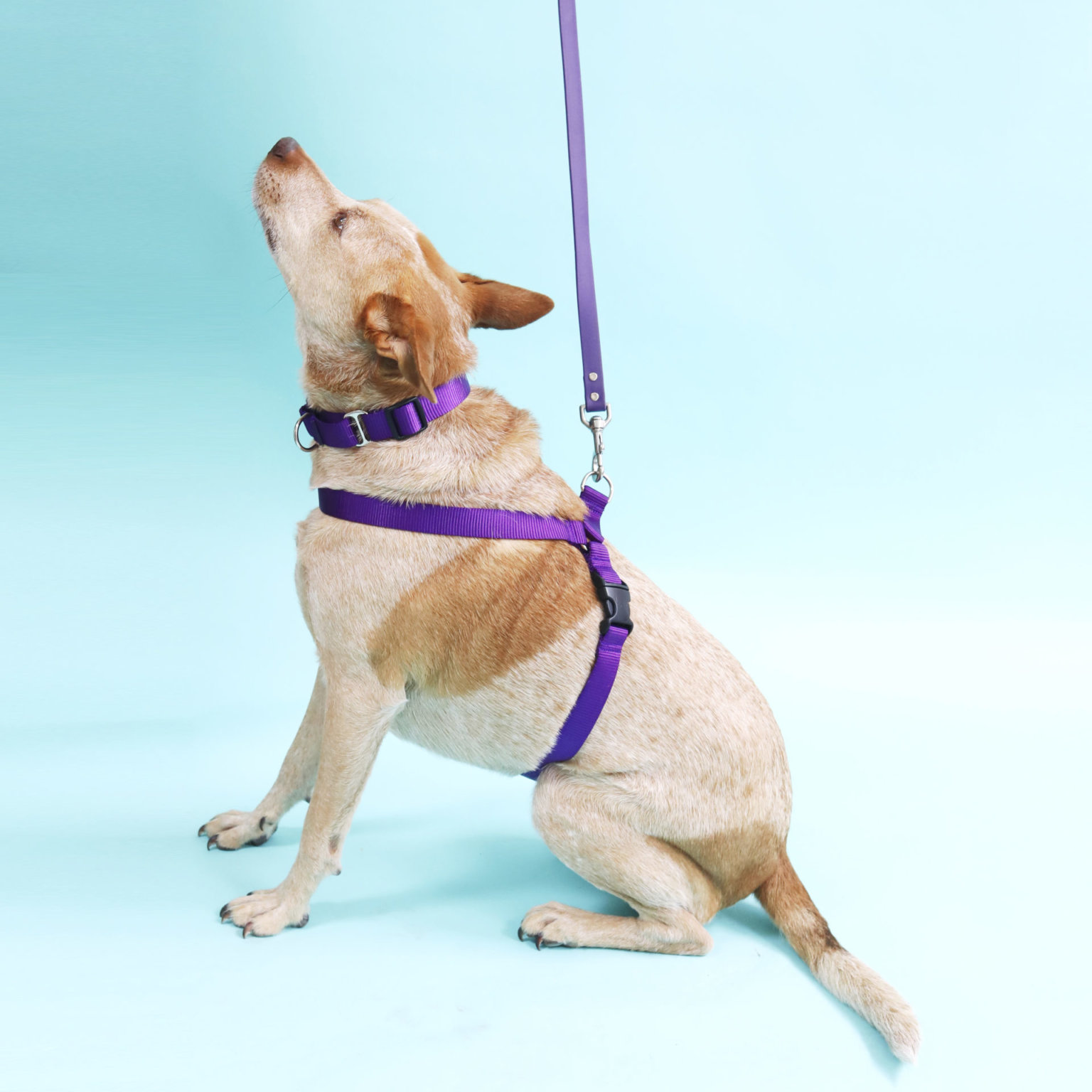 Lightweight Biothane Easy On Dog Harness - The Waterproof Day Trip ...