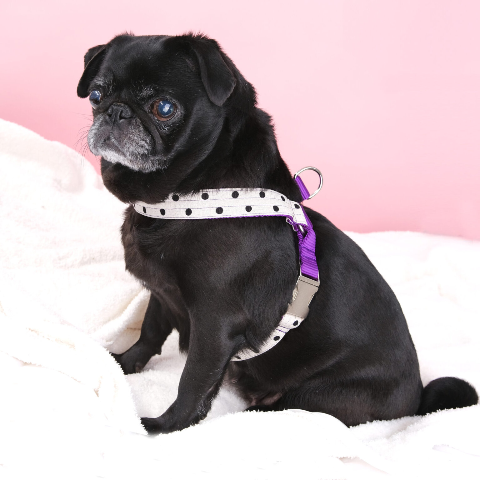 Dottie Polka Dot Easy On Dog Harness | Custom Canvas