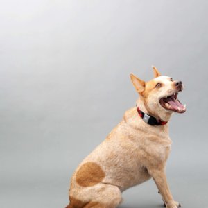 Buffalo Plaid Flannel Fi Compatible Dog Collar