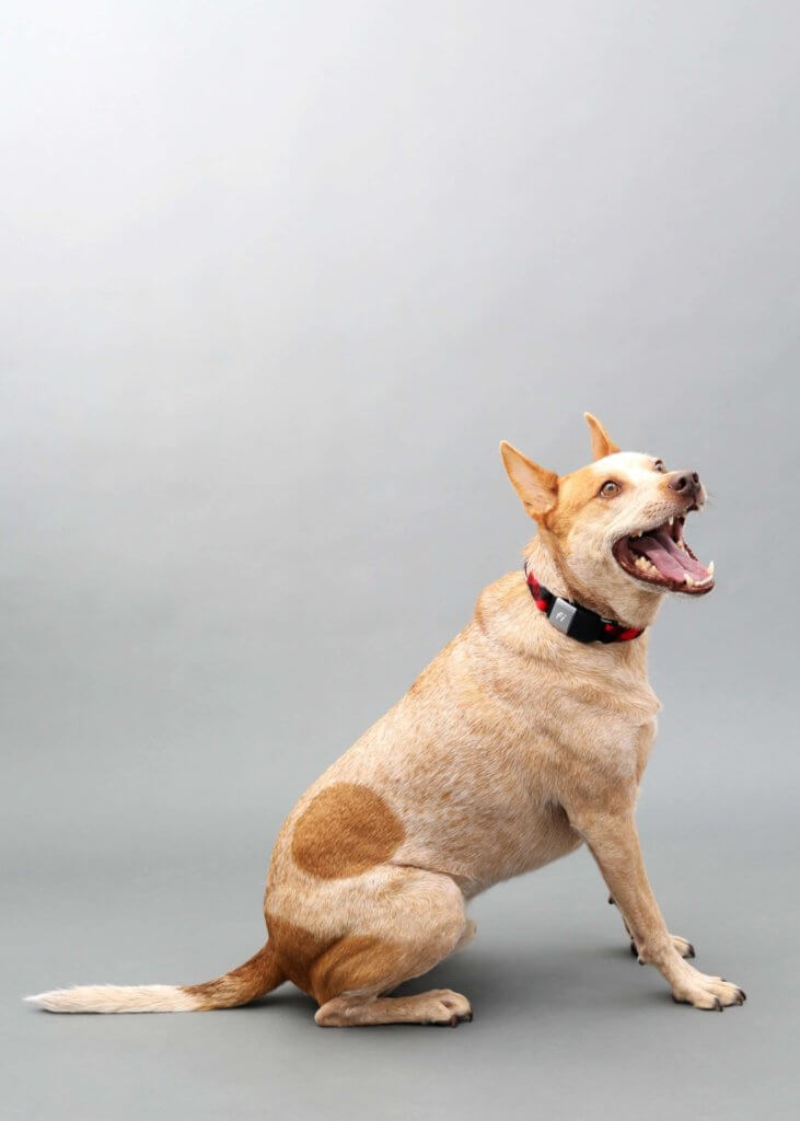 Buffalo Plaid Flannel Fi Compatible Dog Collar