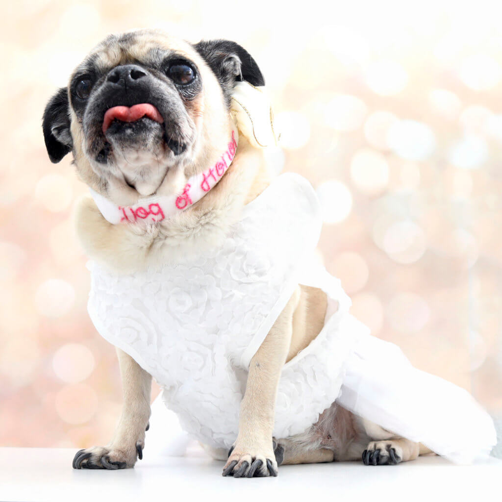 Dog of Honor | Embroidered Dog Wedding Collar | 36 Colors