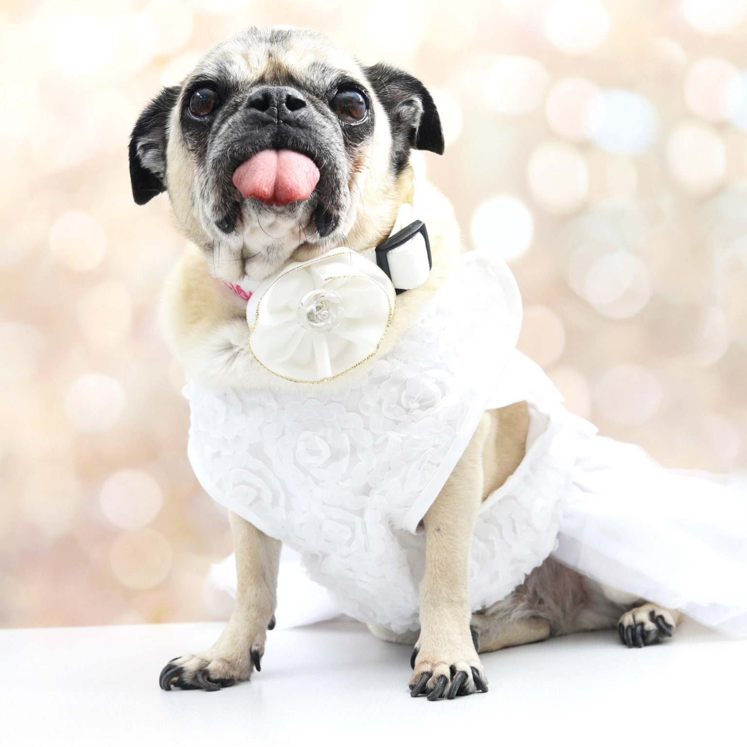 Dog Wedding Collars & Accessories | Mimi Green