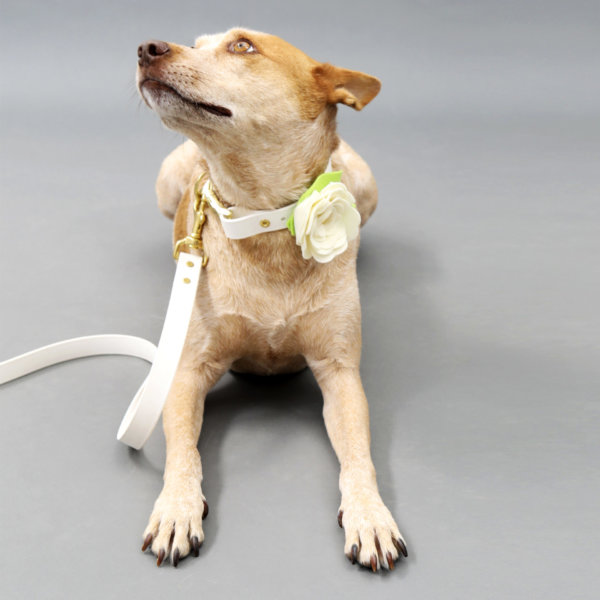 Cream Magnolia Dog Collar Flower -- Handmade in the USA