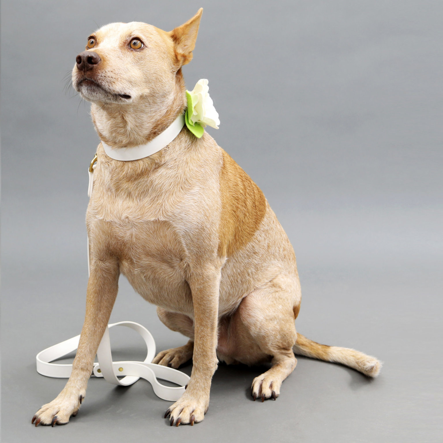 Cream Magnolia Dog Collar Flower -- Handmade in the USA