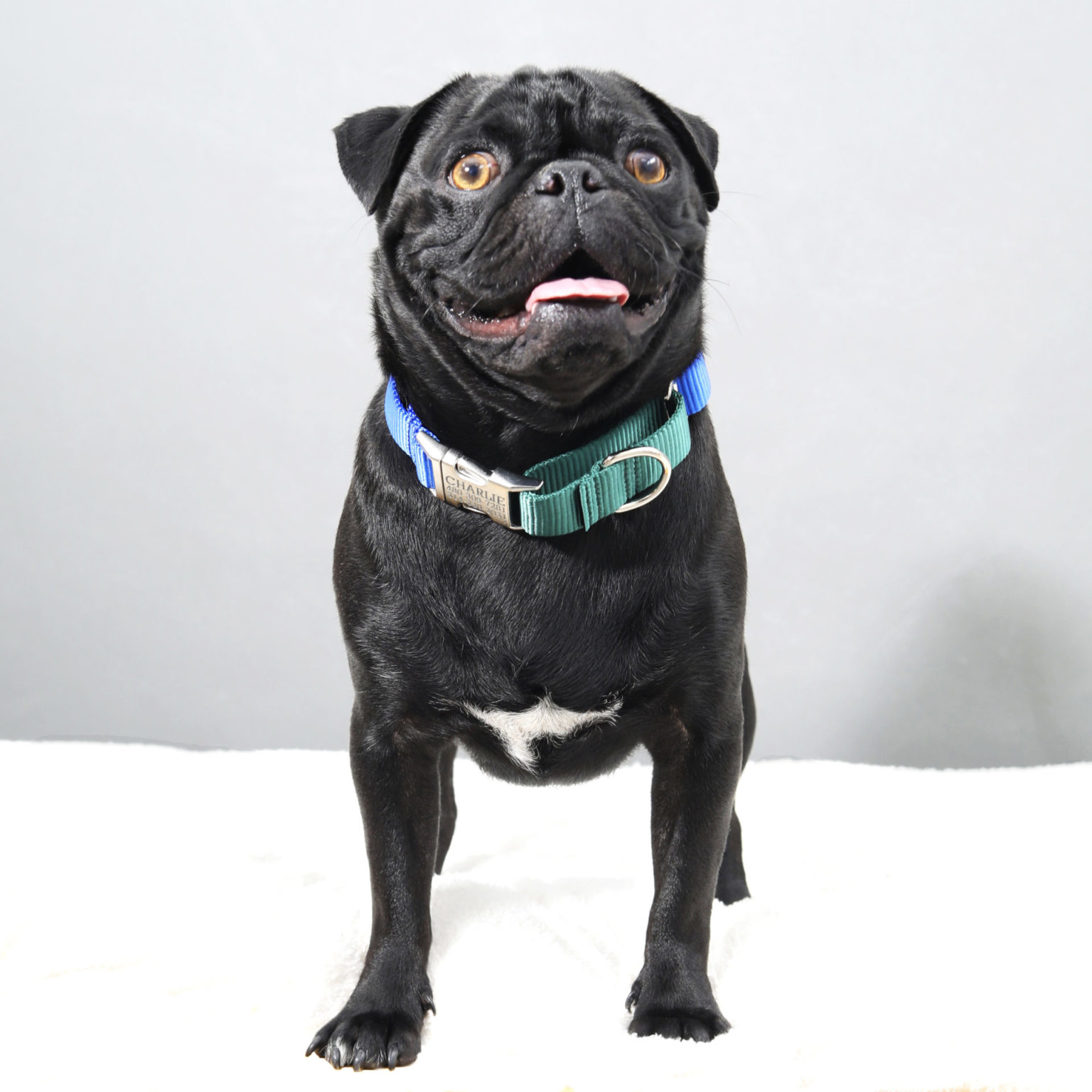 Designer Dog Collars - Custom & Handmade - Shop Mimi Green