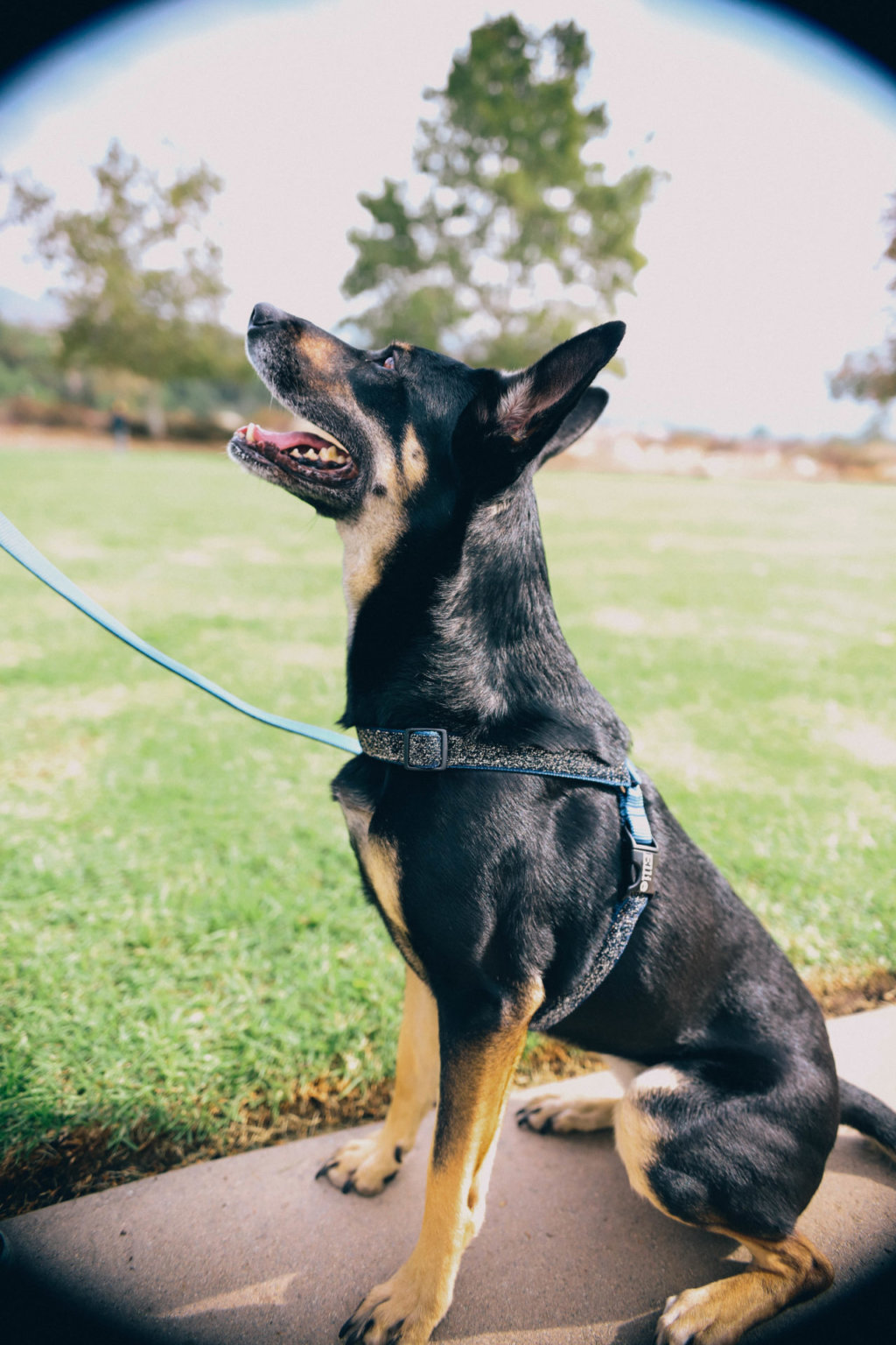 Personalized & Custom Dog Harnesses - Shop 100s of Styles