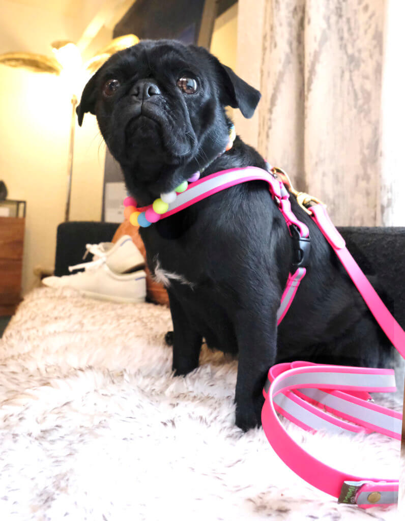Lightweight Reflective Biothane Easy On Dog Harness