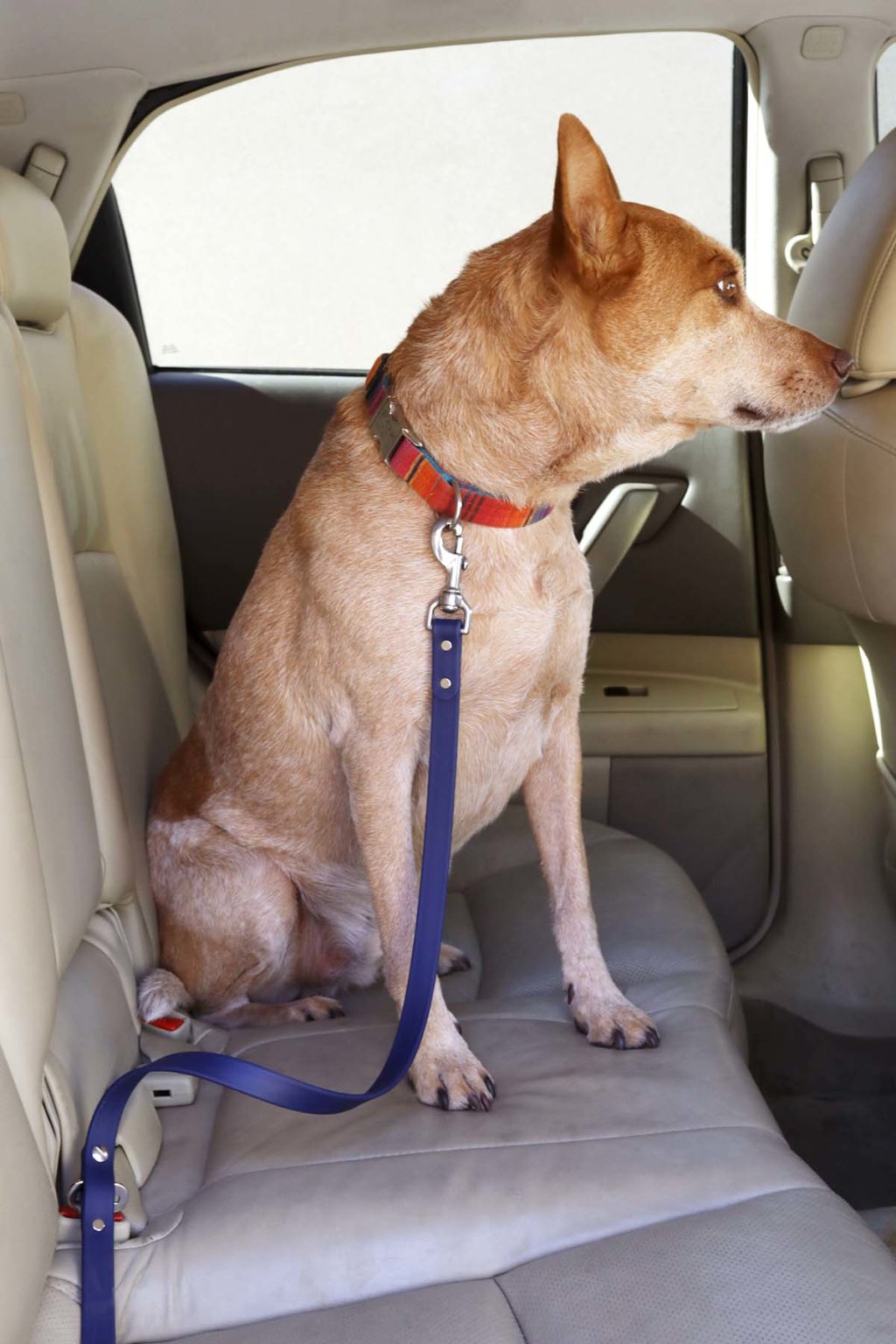Car Dog Leash Seat Belt - Waterproof Biothane