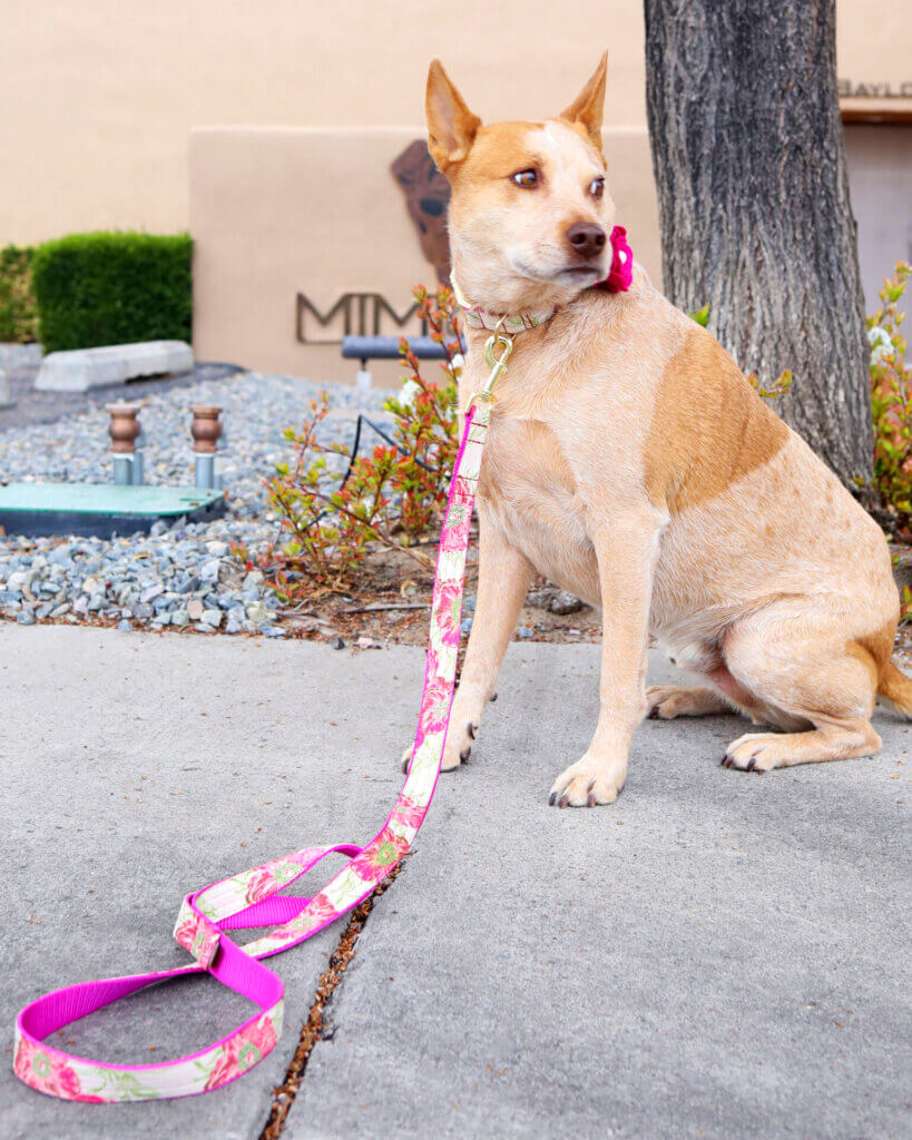 'Audrey' Vibrant Pink Floral Voile Dog Collar