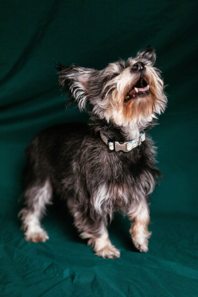 Custom Canvas Dog Collars | Rifle Paper Co Fabrics + More