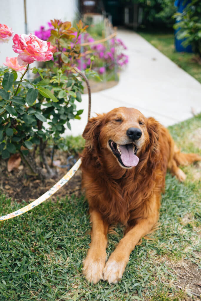 'Hazel' Yellow Floral Voile Dog Collar