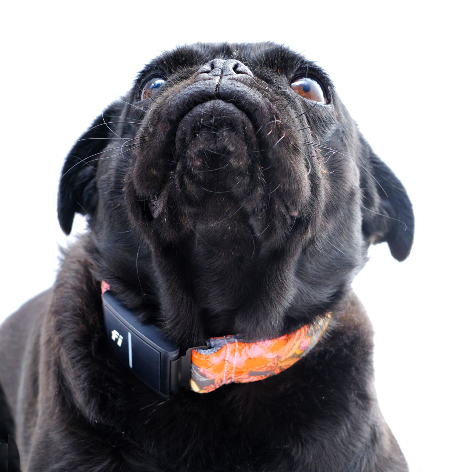 Fabric Fi Compatible Collars - Handmade By MimiGreen