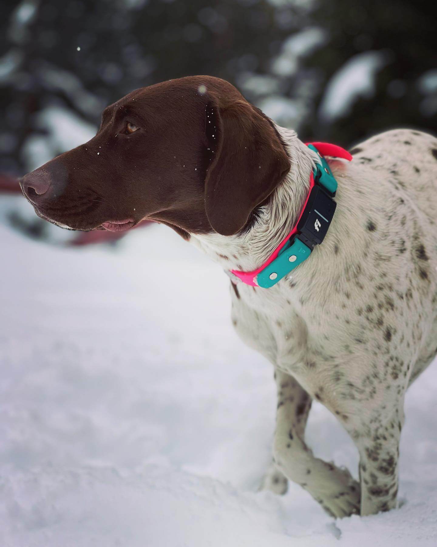 Fi Compatible Collars & Bands | Personalizable | Mimi Green