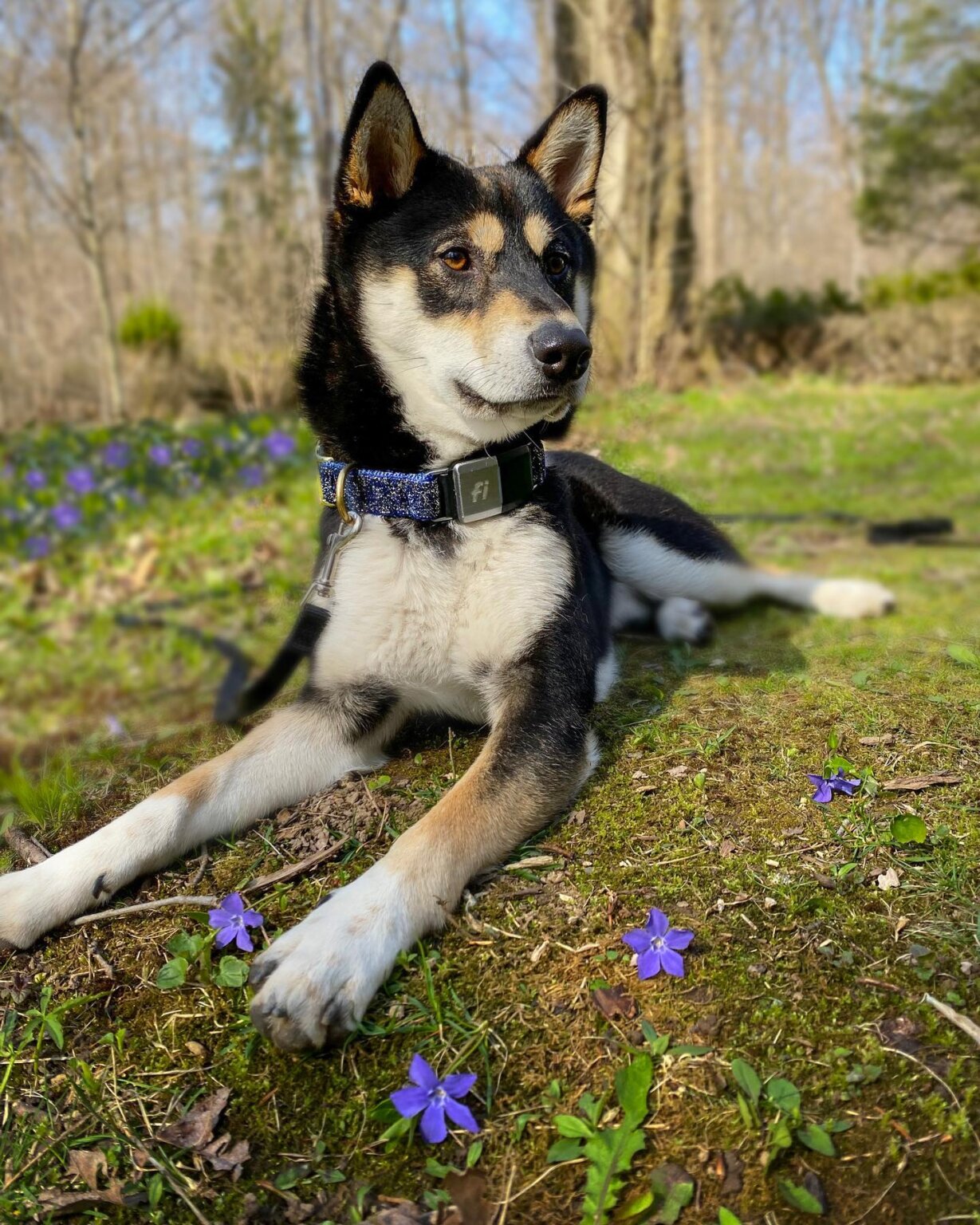 Fi Compatible Collars & Bands | Personalizable | Mimi Green