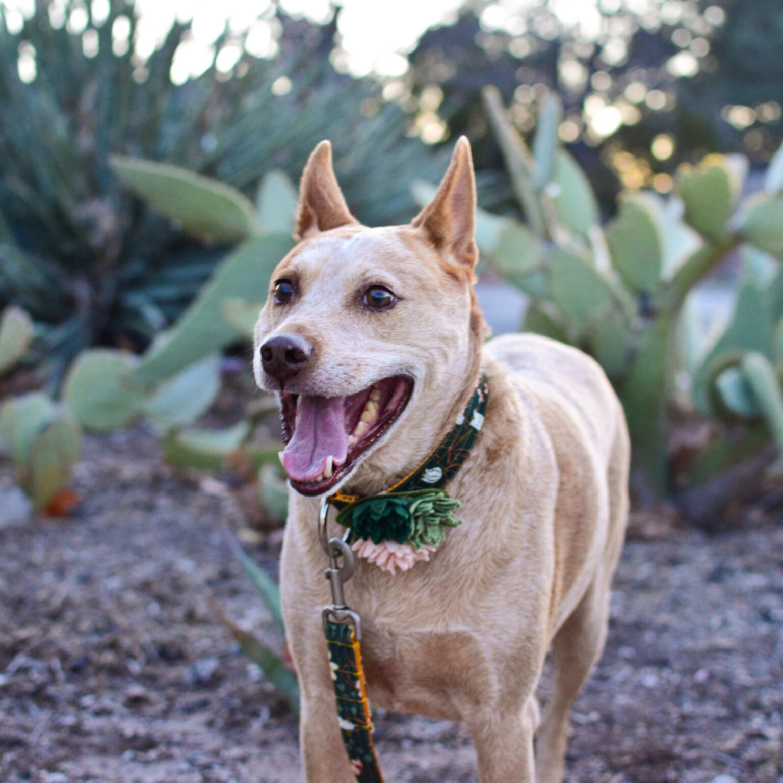Canvas Dog Collars - Customize & Personalize | MimiGreen