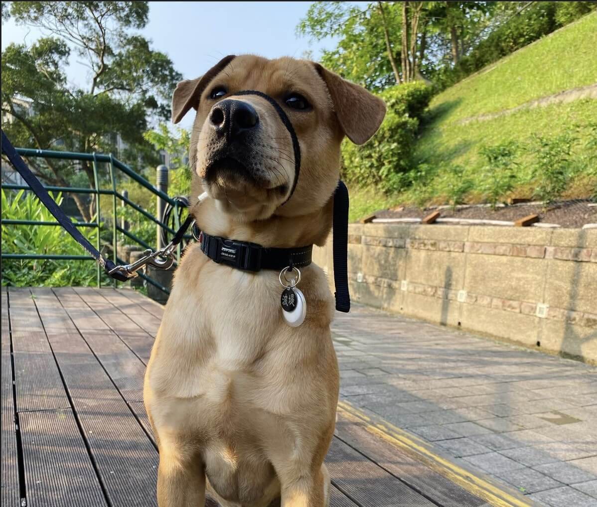 Types Of Dog Collars: Guide To Choosing The Right One
