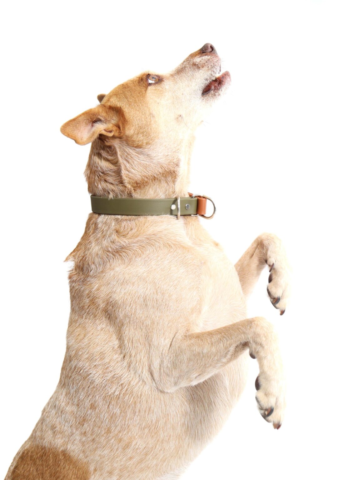 Leather Slip Dog Collar with Engraved Riveted Nameplate