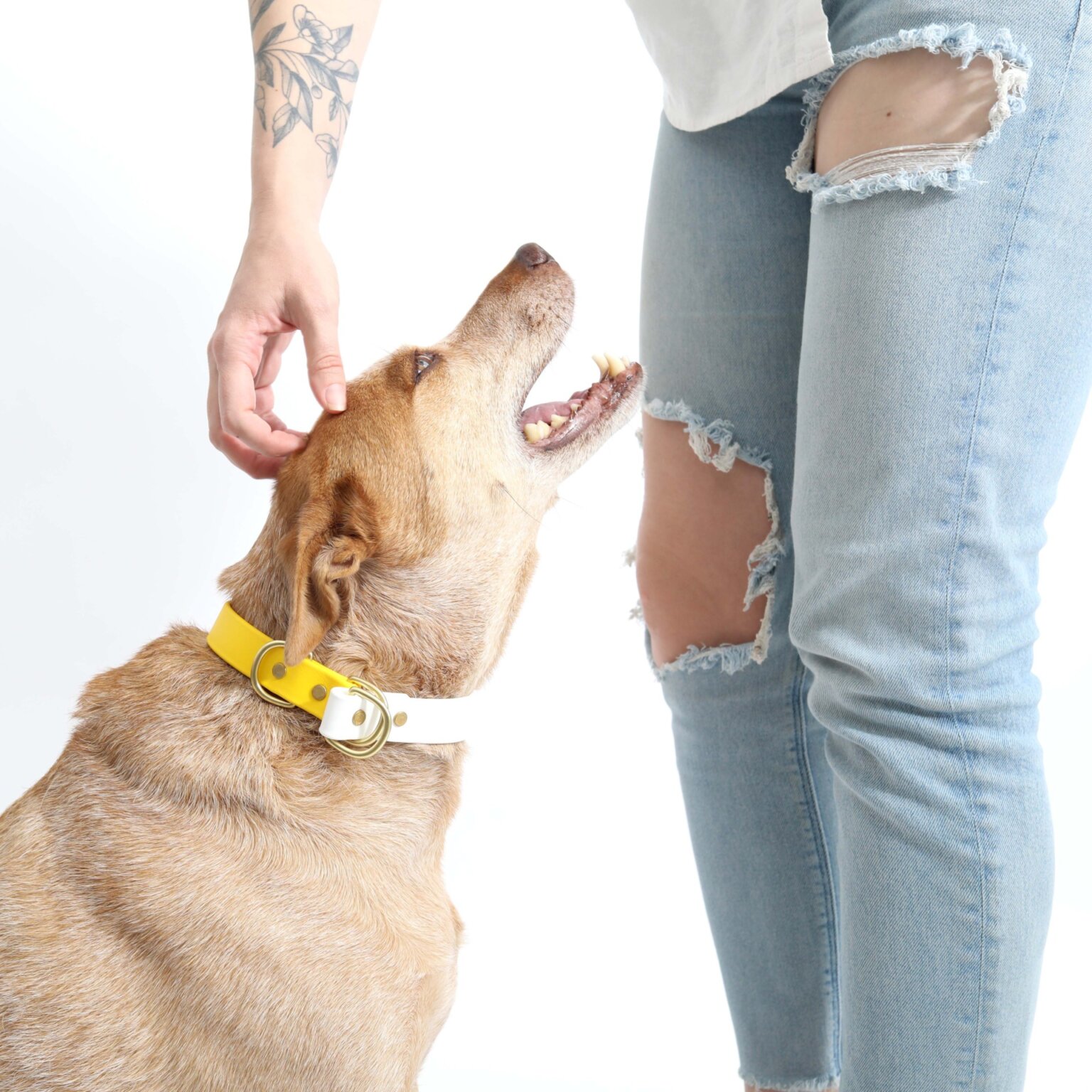 Custom & Personalized Handmade Dog Collars and Leashes