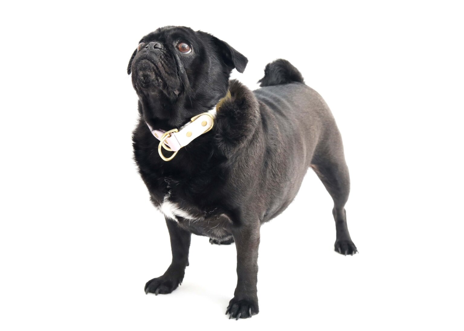 FI-Compatible Leather Slip Collar | Shop Mimi Green