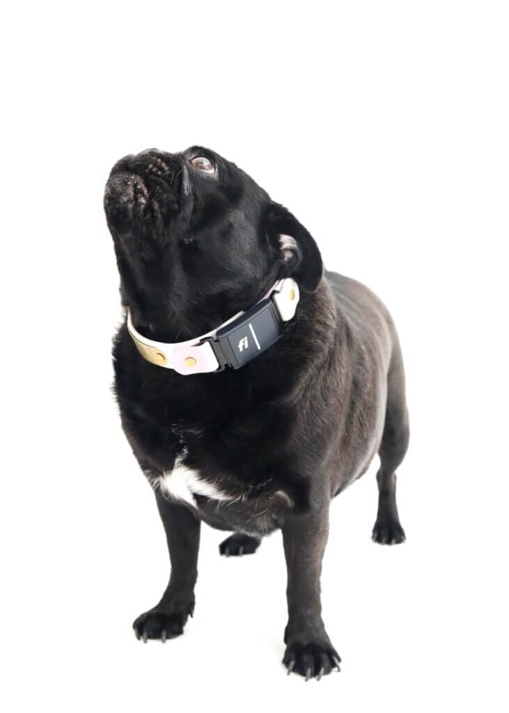 FI-Compatible Leather Slip Collar | Shop Mimi Green