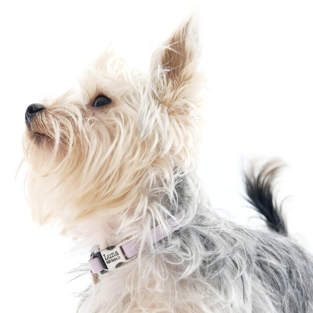 Waterproof Biothane Toy Dog & Cat Collar - Personalized