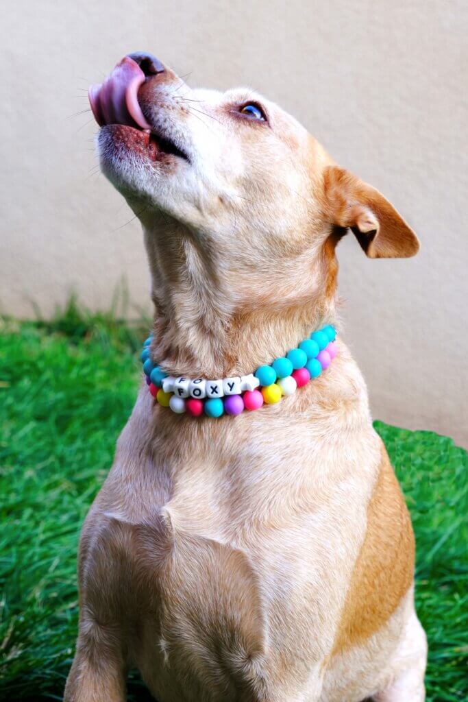 Custom Beaded Dog Collar Friendship Bracelet Style | $49.99