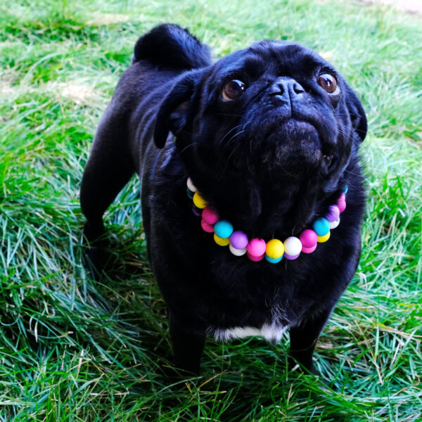 Custom & Personalized Handmade Dog Collars and Leashes