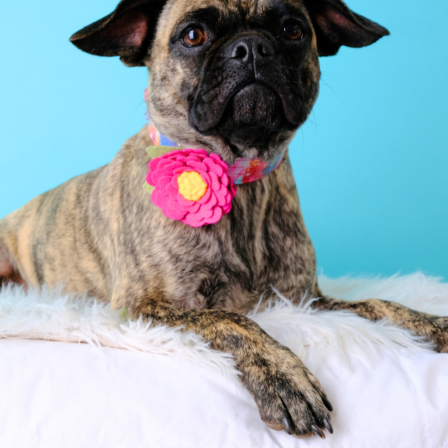 Cotton Dog Collars | Laminated & Oilcloth Dog Collars