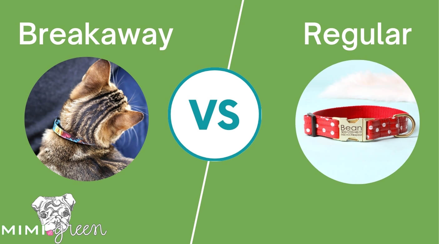 Breakaway Collar vs Regular Collar | Choosing For Cats & Dogs