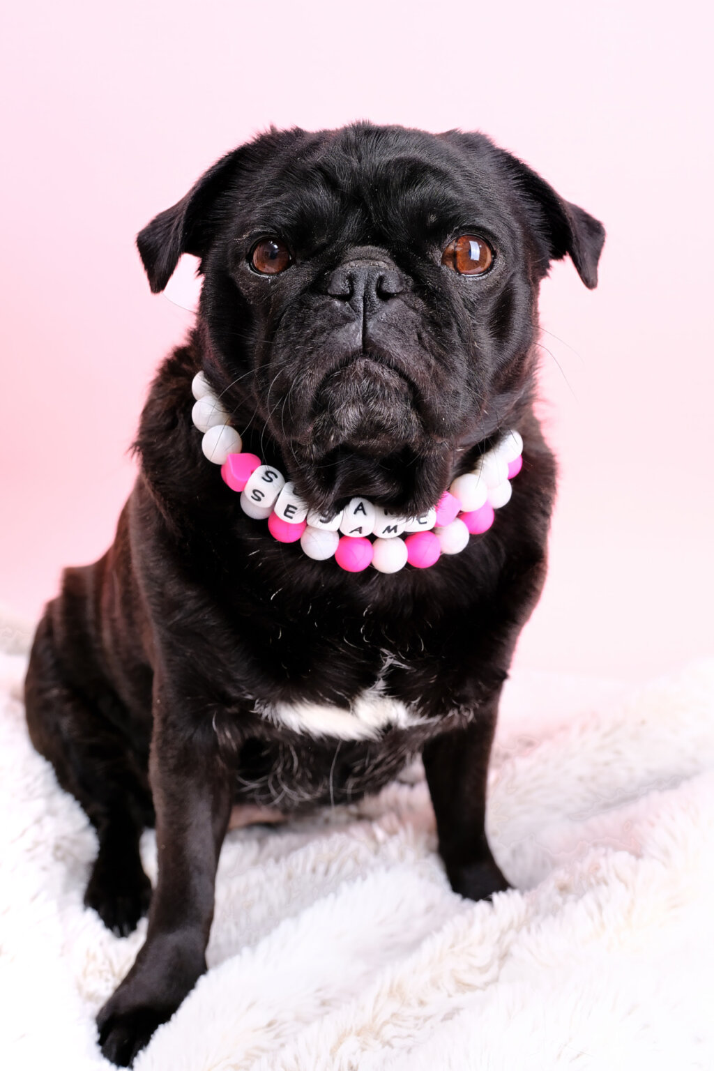 Pearl Dog Collar | Friendship Bracelet Style | Made in the USA