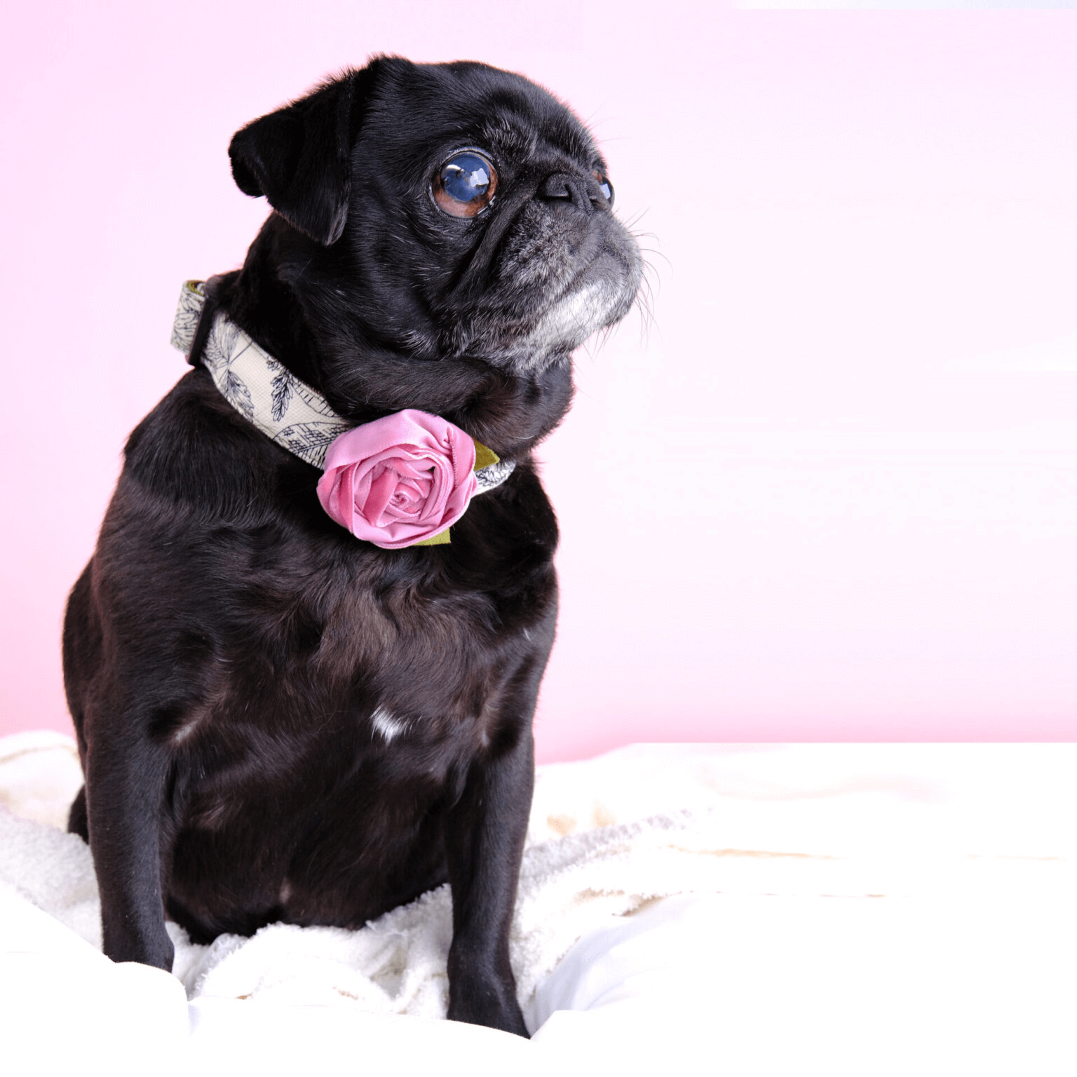 What to Put in Dog Goodie Bags: 27 Gift Ideas Dogs Love