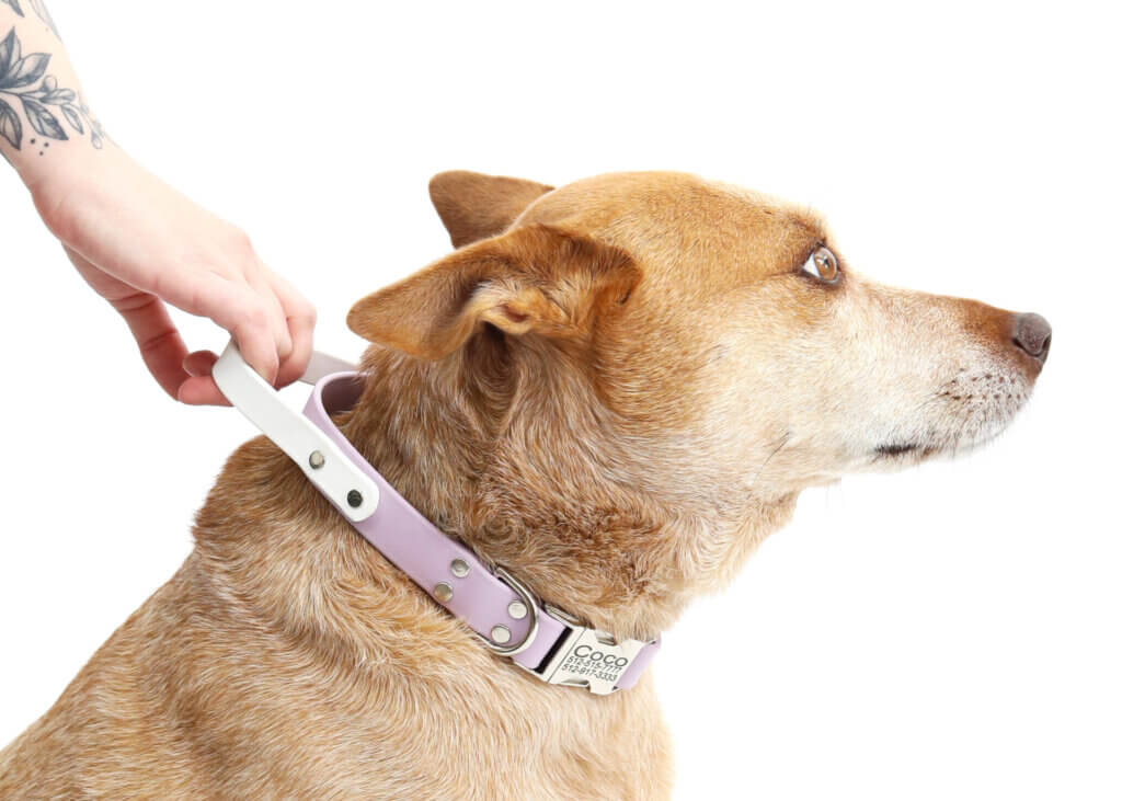 Handle Dog Collar | Waterproof Biothane Control Collar