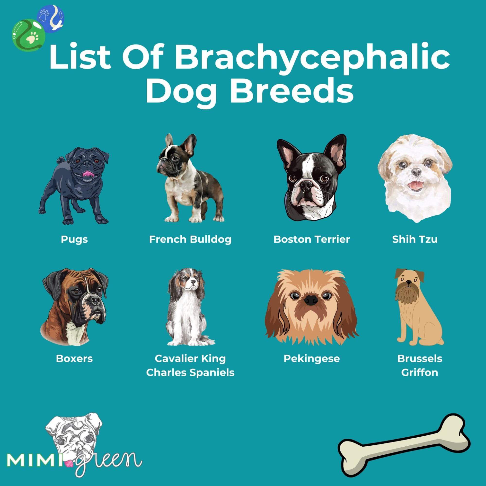 Brachycephalic Dog Breeds: Health, Risks & Care