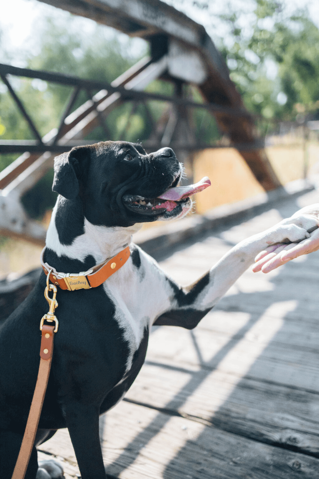 Stop Dog Pulling: Easy Leash Training Guide