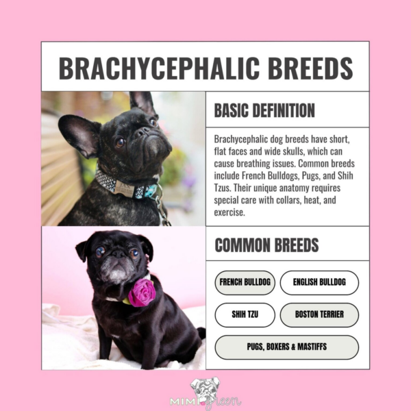 Brachycephalic Dog Breeds: Health, Risks & Care